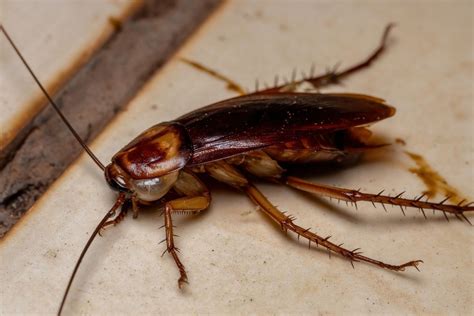 Seeing More Cockroaches In Cape Town Heres Why
