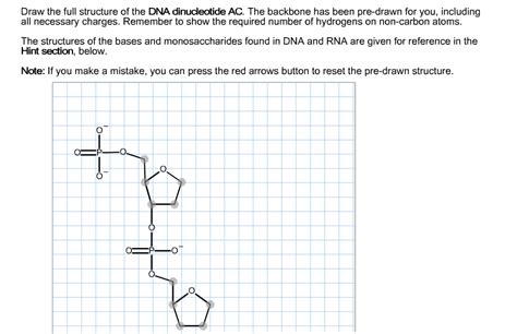 Solved Draw The Full Structure Of The Dna Dinucleotide Ac