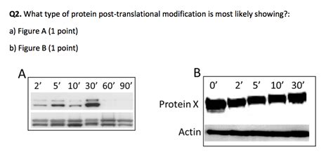 Solved What Type Of Protein Post Translational Modification