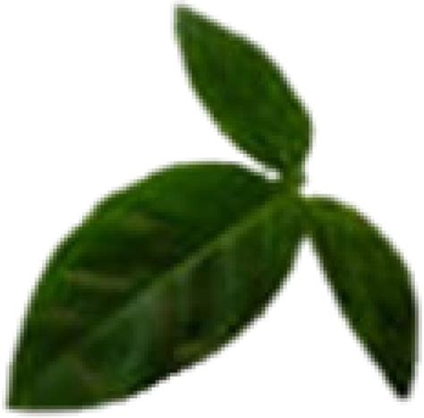 A Multi Division Convolutional Neural Network Based Plant Identification System PeerJ