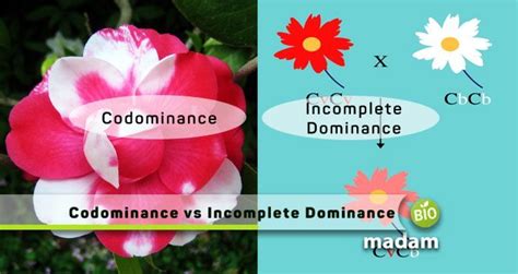 Difference Between Codominance And Incomplete Dominance