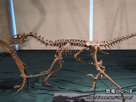 Dromaeosaurus Dino Tail Encyclopedia