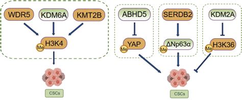 Post Translational Modifications The Potential Ways For Killing Cancer