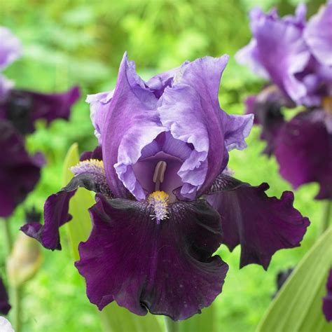 Buy Iris Germanica Blue Bird Wine At Uk
