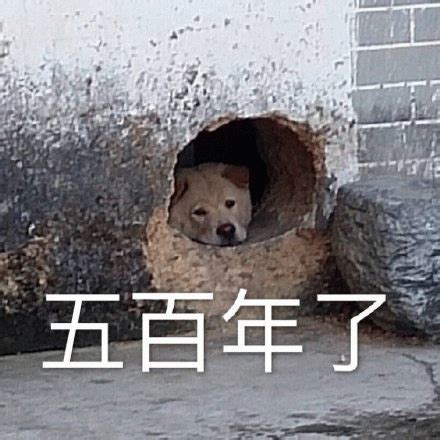 五百年了 小狗从洞中探出脑袋配文五百年了尽显呆萌可爱表情包图片gif动图 求表情网 斗图从此不求人