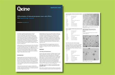 Download Application Note Differentiation Of Induced Pluripotent Stem Cells Ipscs Into
