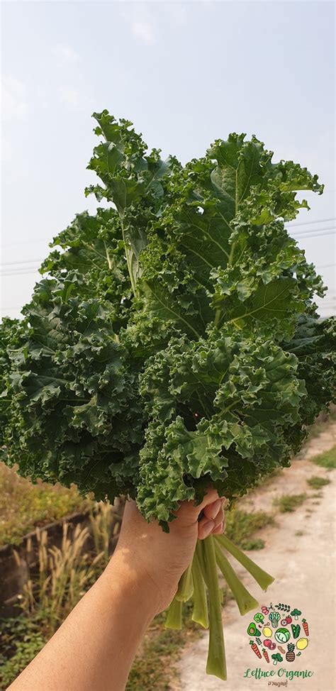 สด กล้วยตาก กล้วยฉาบ กล้วยเบรกแตก กล้วยอบเนย Byสวนคุณปู่