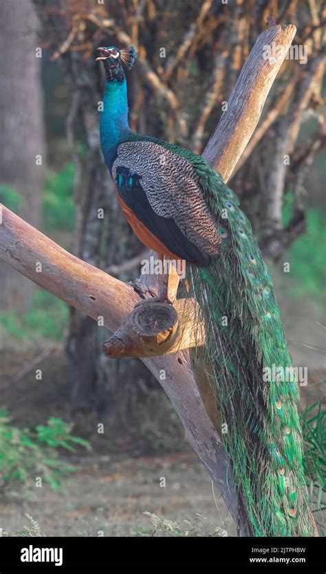 Bird On A Branch Peacock On A Branch With Wings Spread Peacock Calling Calling Peacock