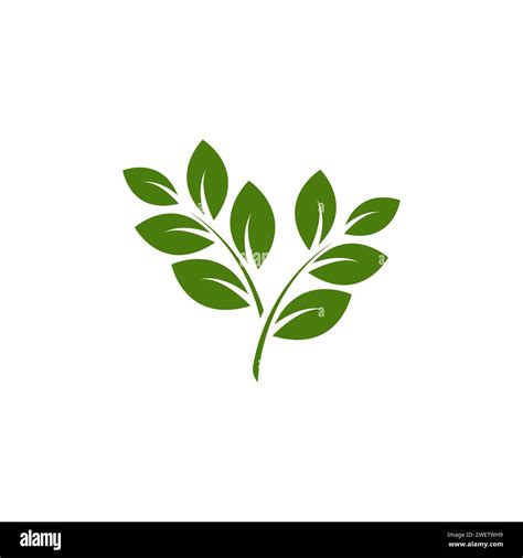 Tree Branch Vector Illustration Design Template Stock Vector Image Art Alamy