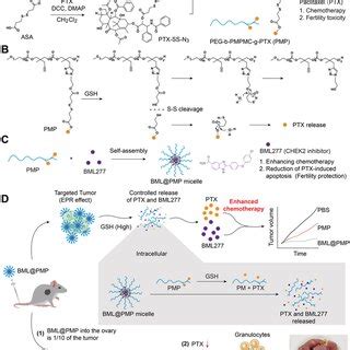 Schematic Diagram Of Preparation And Operation Of BML PMP A PMP Download Scientific Diagram