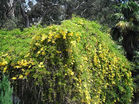 ბოტანიკური ბაღი