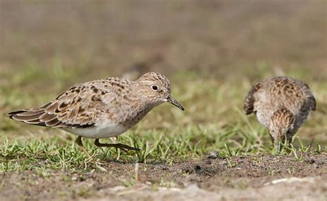 Temmincks Stint Facts Identification Diet Migration Info Etc Binocular Base
