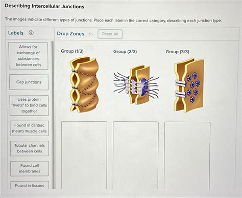 Solved Describing Intercellular Junctionsthe Images Indicate