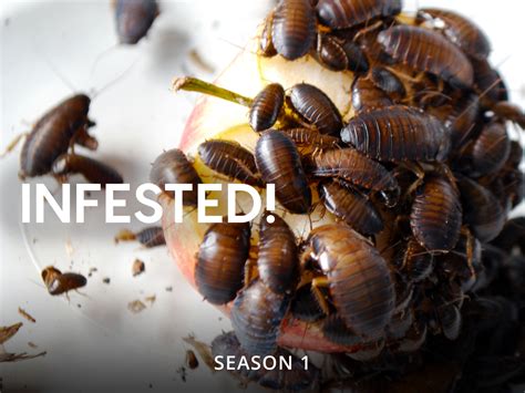 Prime Video Infested Season 1