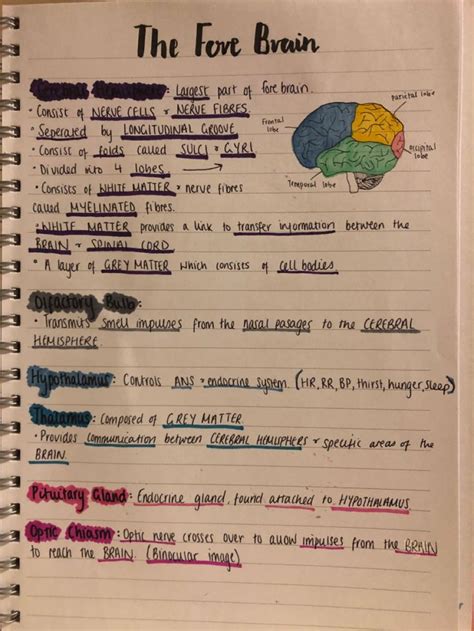 Functions Of The Forebrain