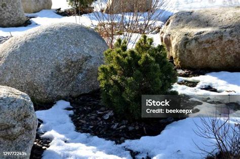다년생 소나무와 회색 화강암 바위 뿌리 껍질과 자갈겨울 주차장 쇼핑 센터 근처 도시 설정에서 장식 화단 눈 허브 정원 로커 바위 0명에 대한 스톡 사진 및 기타 이미지