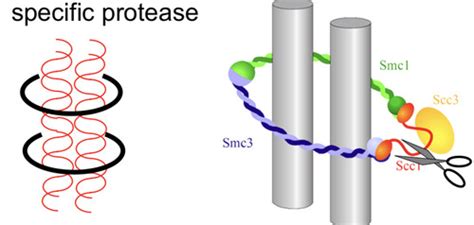 Lectures 7 9 Mog Flashcards Quizlet