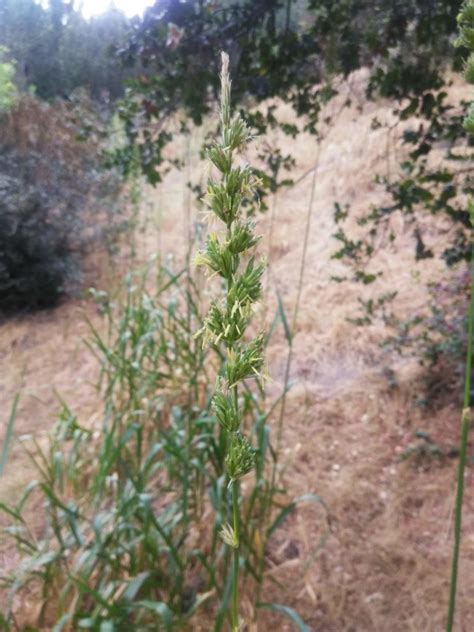 Giant Wild Rye I Love Griffith Park