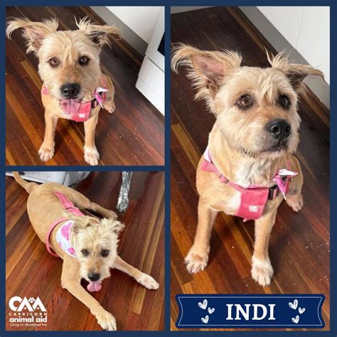 Capricorn Animal Aid Indi 10 Years Of Age 12032015 Wolfhound Cross Medium Similar To