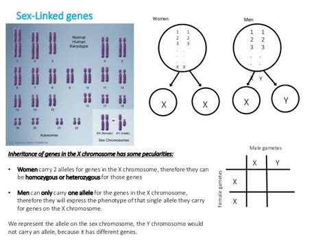 Lesson 11 Sex Linked Genes