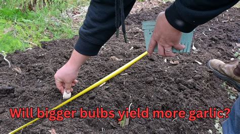 Planting Garlc And Setting Up A Small Experiment Youtube