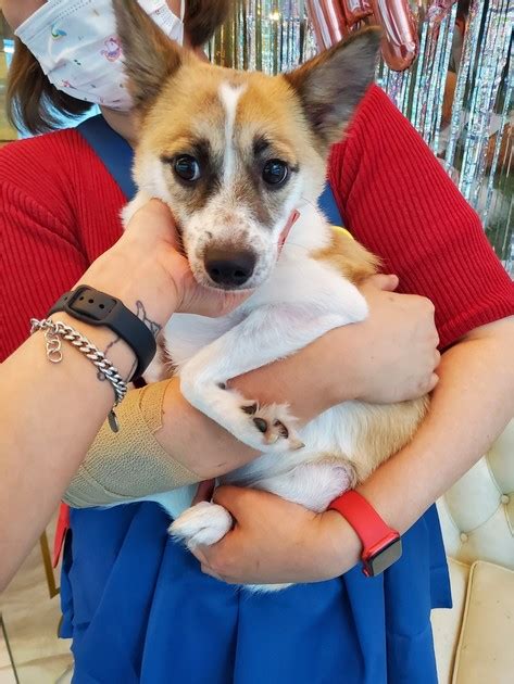 시바견수명 푸들무료분양 대전고양이분양 제페니스스피츠 강아지보호소 시바견특징 유기견분양 평택강아지분양 콩이 강아지무료분양 고양이무료분양 도그마루 보호소 유기견 강아지