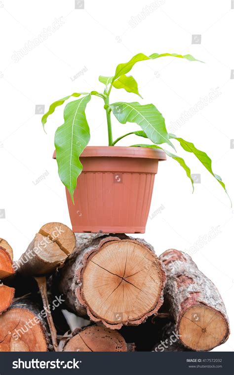 Tree Seedling Pots On Timber Isolated Stock Photo Shutterstock