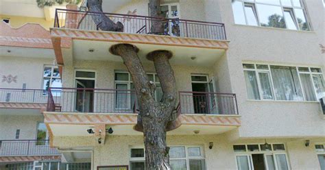 11 Clever Buildings Whose Architects Refused To Cut Down Local Trees Bored Panda