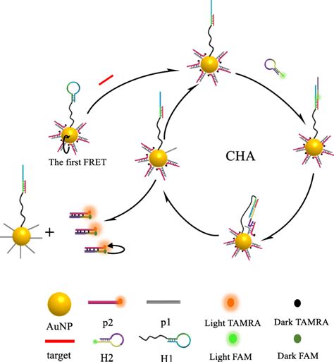 Schematic Of The Ratio Fluorescence Strategy Of Cha Mediated Dna Walker