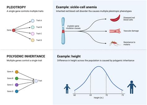 Polygenic Inheritance Quantitative Inheritance Characteristics