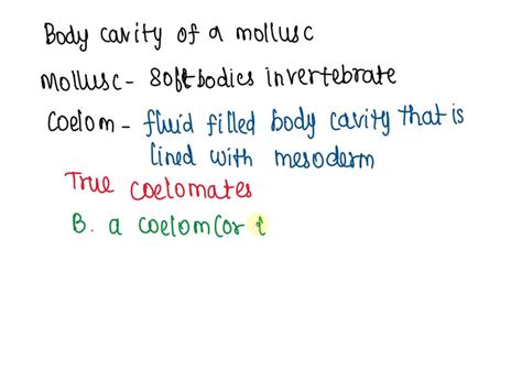 Solved 2 1 Point The Body Cavity Of A Mollusc Is Pseudocoelom A Coelom Or True Body Cavity
