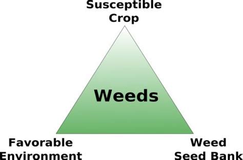 An Ecological Understanding Of Weeds Eorganic