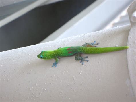 Gecko In Maui Gecko Lizard Maui