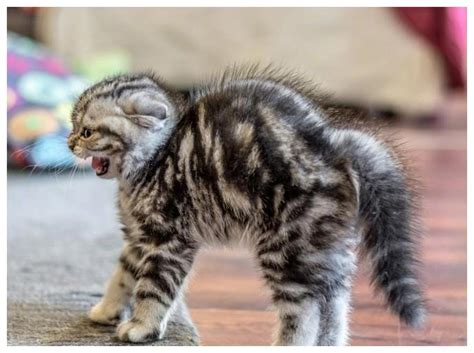 这只小奶猫第一次和狗狗见面，直接就炸毛了，这反应萌死人了小奶猫死人狗狗新浪新闻