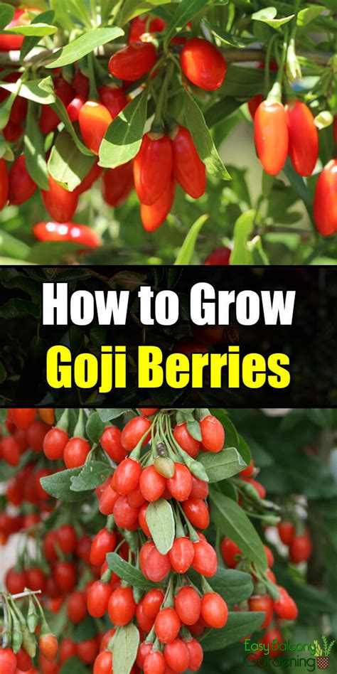 How To Grow Goji Berries Easy Balcony Gardening