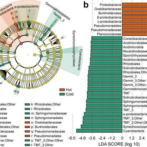 The Most Differentially Abundant Taxa Between The Two Sampling Groups Download Scientific
