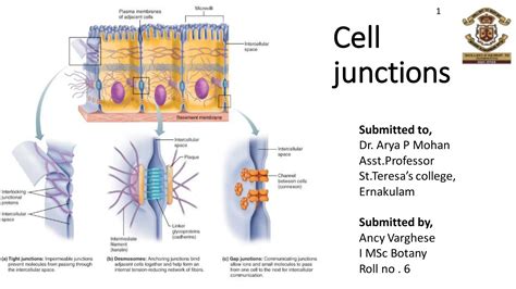 Cell Junctions Types And Plasmodesmata Pdf