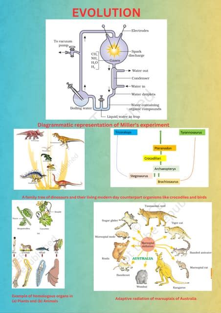 Evolution Class Xii Biology Based On Ncert Text Book Pptx Genetics Science