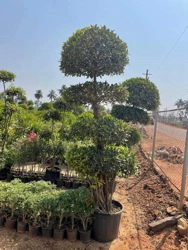 Round Ficus Topiary Plant For Garden At Rs 120000piece In Hyderabad