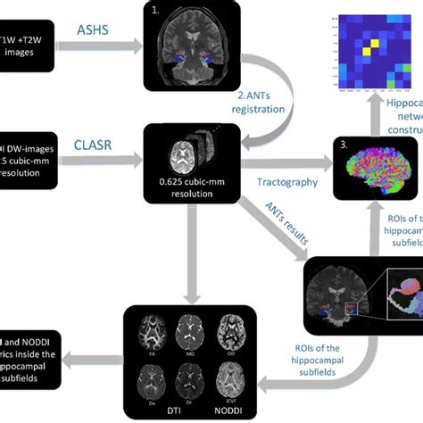A Hippocampal Subfields Using The Ashs Method Then Transformed To The