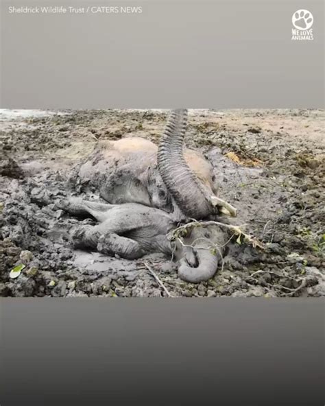 Stephen Kotian On Linkedin Wow This Is Pure Love Displayed In Father Gods Creation