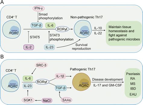 Small Molecule Inhibitors Of Rorγt For Th17 Regulation In Inflammatory And Autoimmune Diseases Pmc