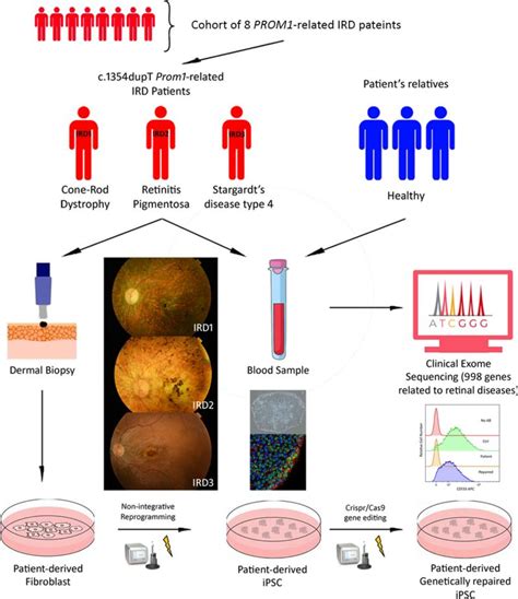 Clinical Exome Analysis And Targeted Gene Repair Of The C 1354dupt Variant… Rosa M Coco Martín
