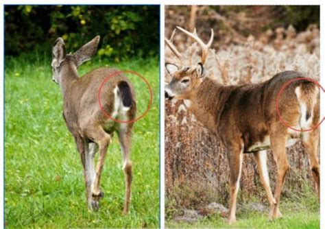 Blacktail Vs Whitetail Deer Facts You Should Know Kalkal