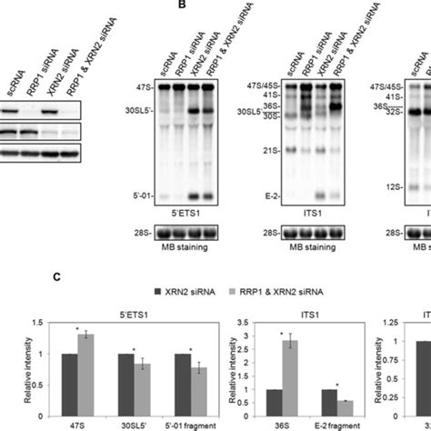 Processing Of Human Pre Rrna Structure Of The Primary Rrna Transcript