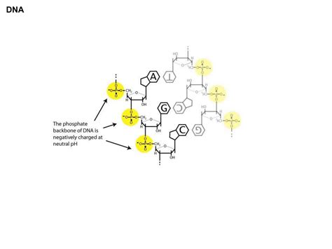 Agrose And Gel Electrophoresis Ppt Andppt
