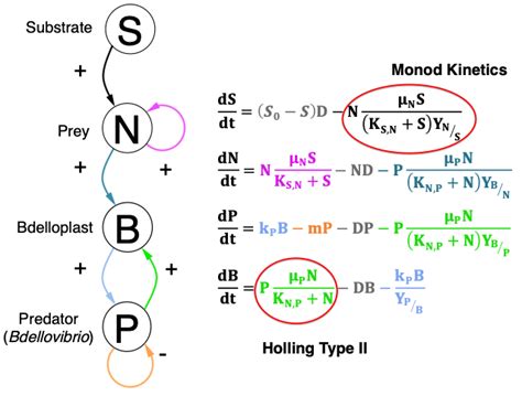 Principal Model Used To Track Predator And Prey Densities Under