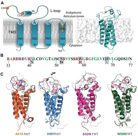 Ijms Free Full Text Synergy Of Mutation Induced Effects In Human