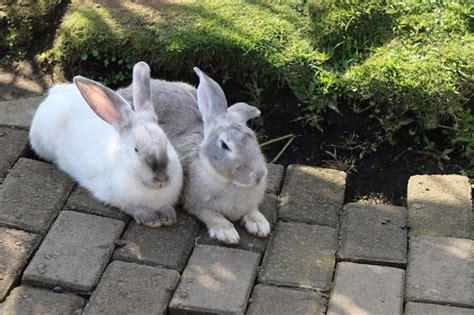 Premium Photo Cute Bunnies Are Playing And Relaxing On The Green