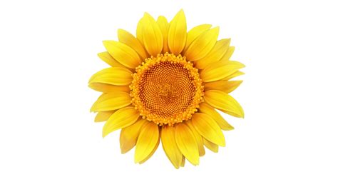 Vue3 Pinia Urql Tailwind Forked Codesandbox